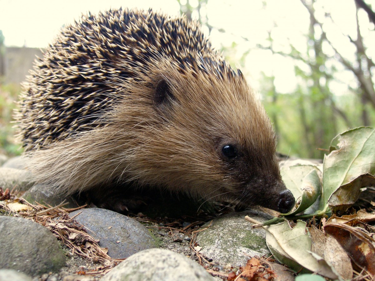 Igel | Svens FotoblogSvens Fotoblog