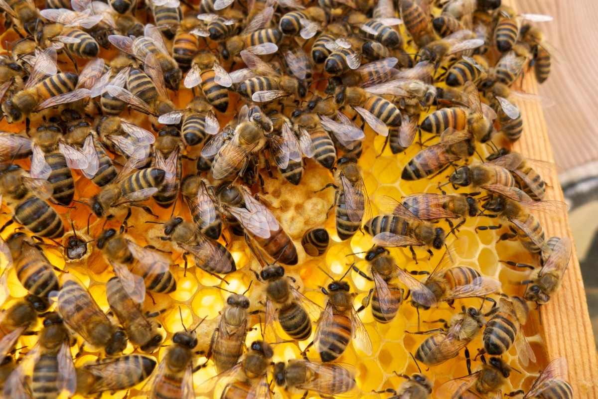 Bienen | Svens FotoblogSvens Fotoblog